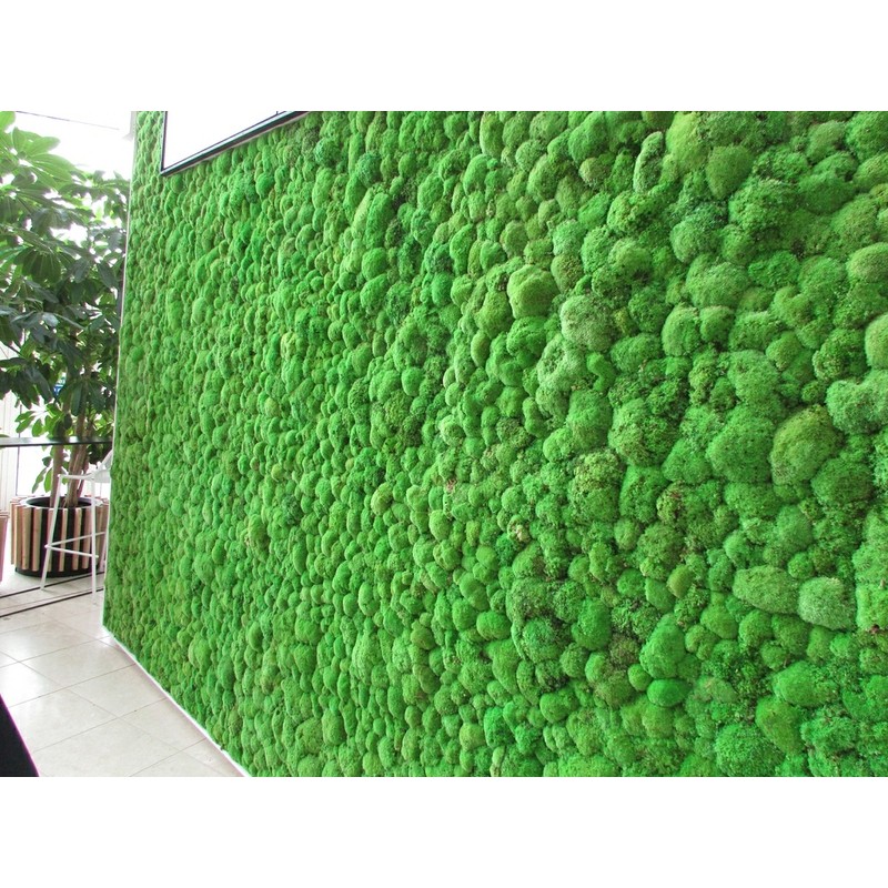 Natural Preserved Moss